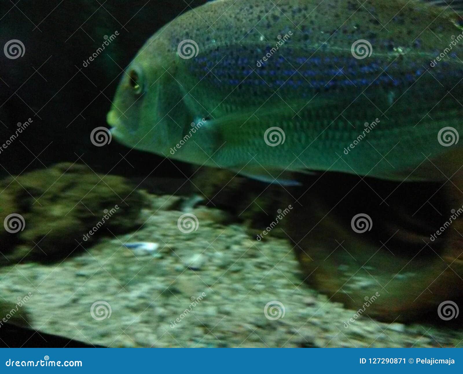Fish stock image. Image of marine, bottom, fish, aqarium - 127290871