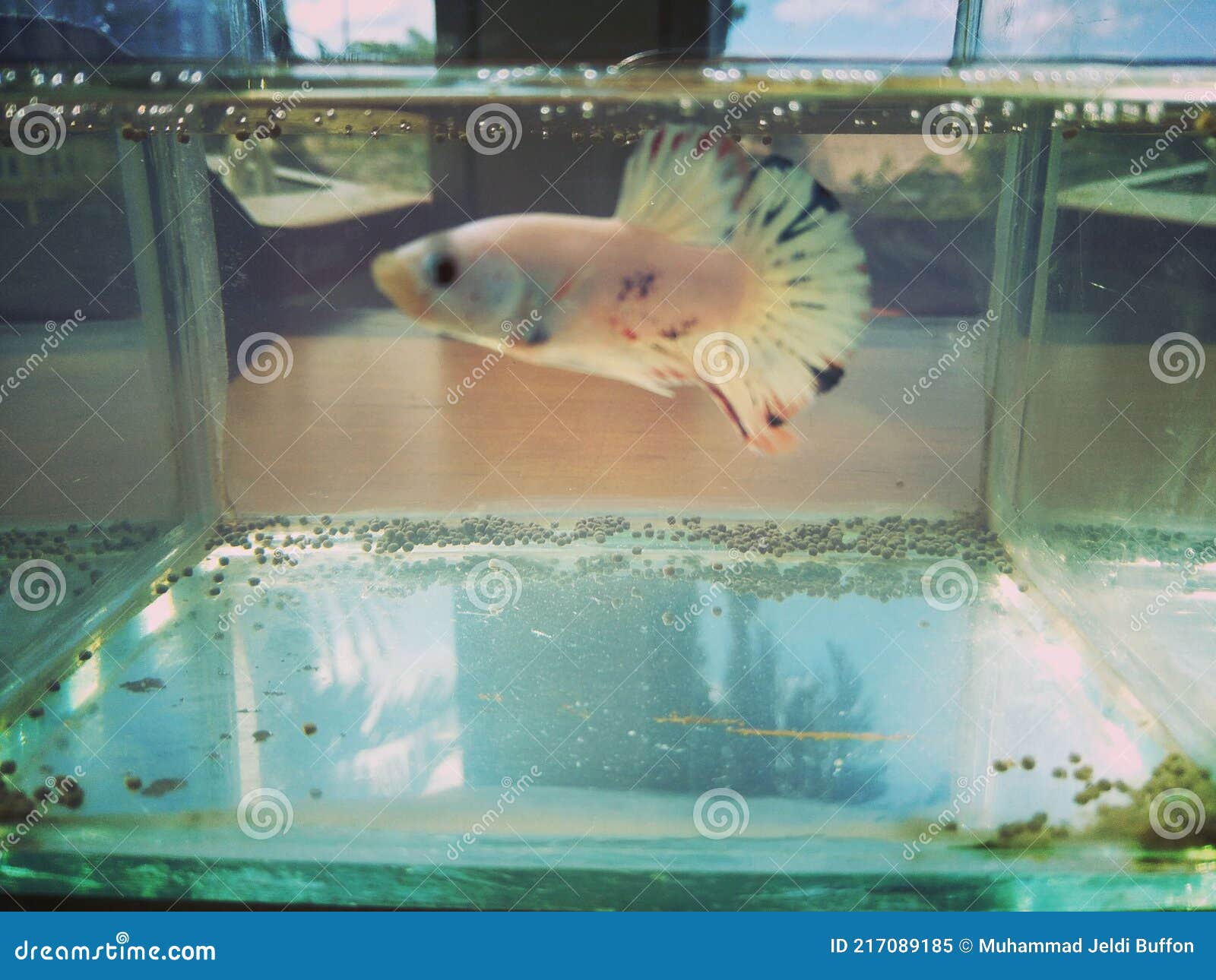 Single fish in aquarium stock image. Image of park, underwater - 217089185