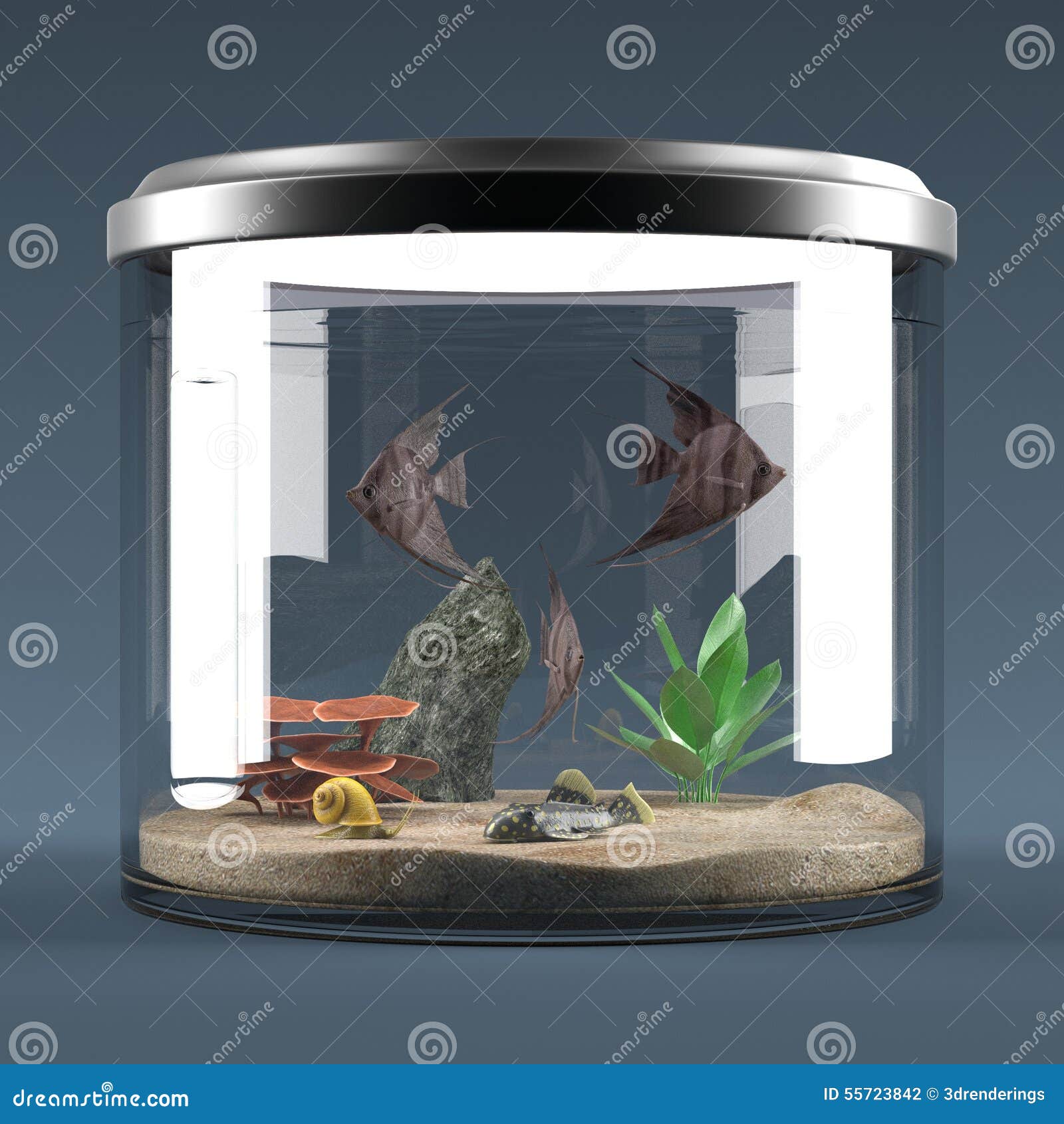 Fish aquarium stock illustration. Illustration of full - 55723842