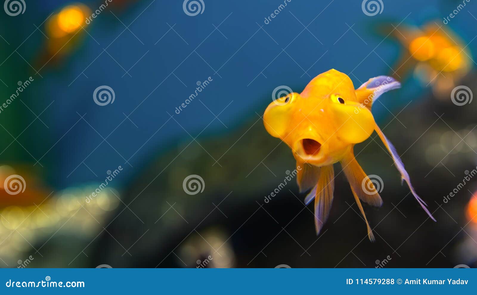Fish with wierd expression stock photo. Image of animal - 114579288