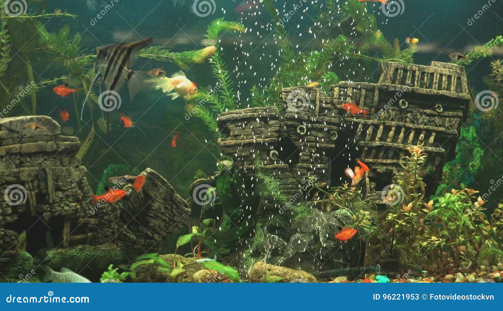 Fish into Aquarium in Form of Ancient Sunken Ship Stock Video - Video ...