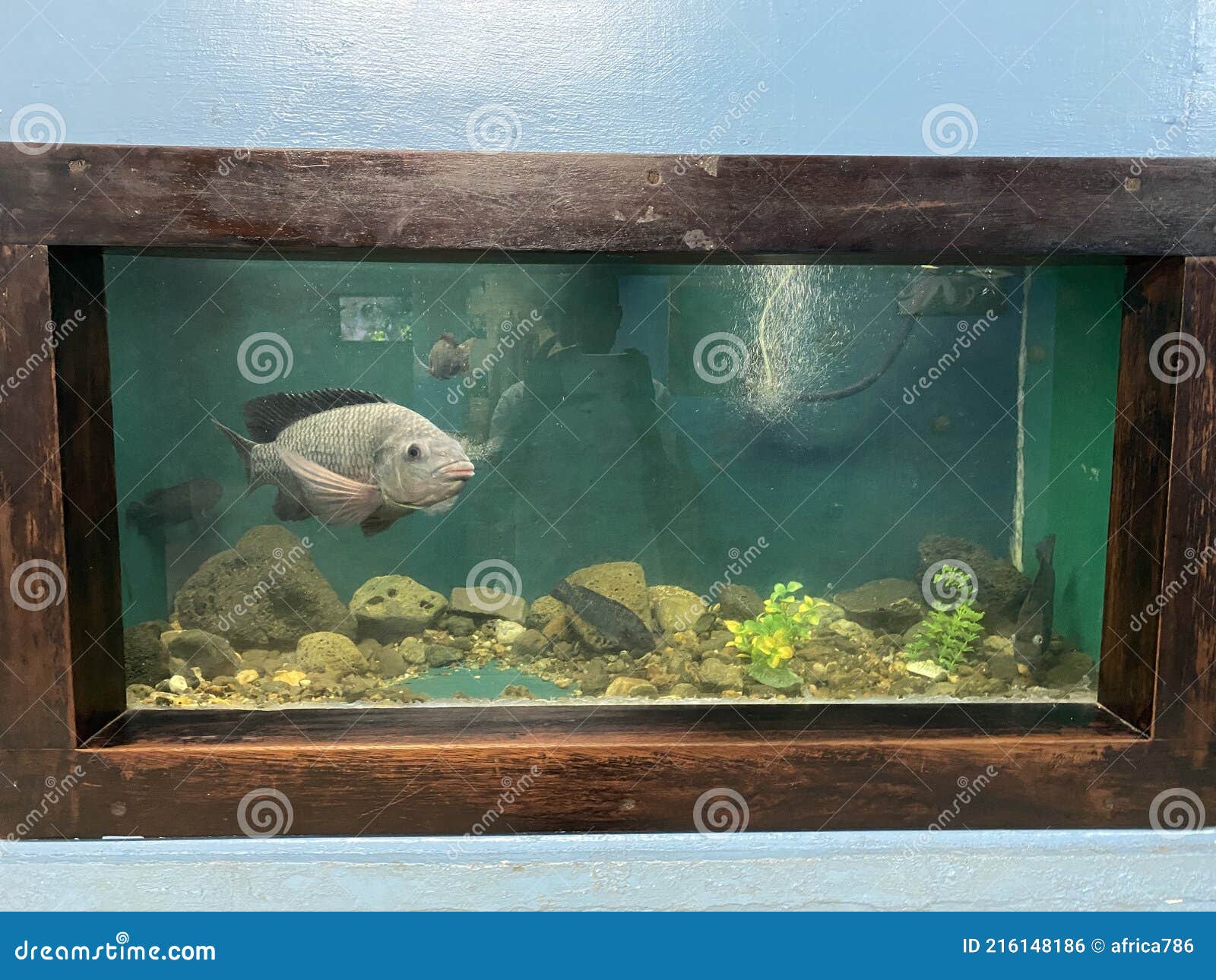 Fish in aquarium stock photo. Image of arboretum, nature - 216148186