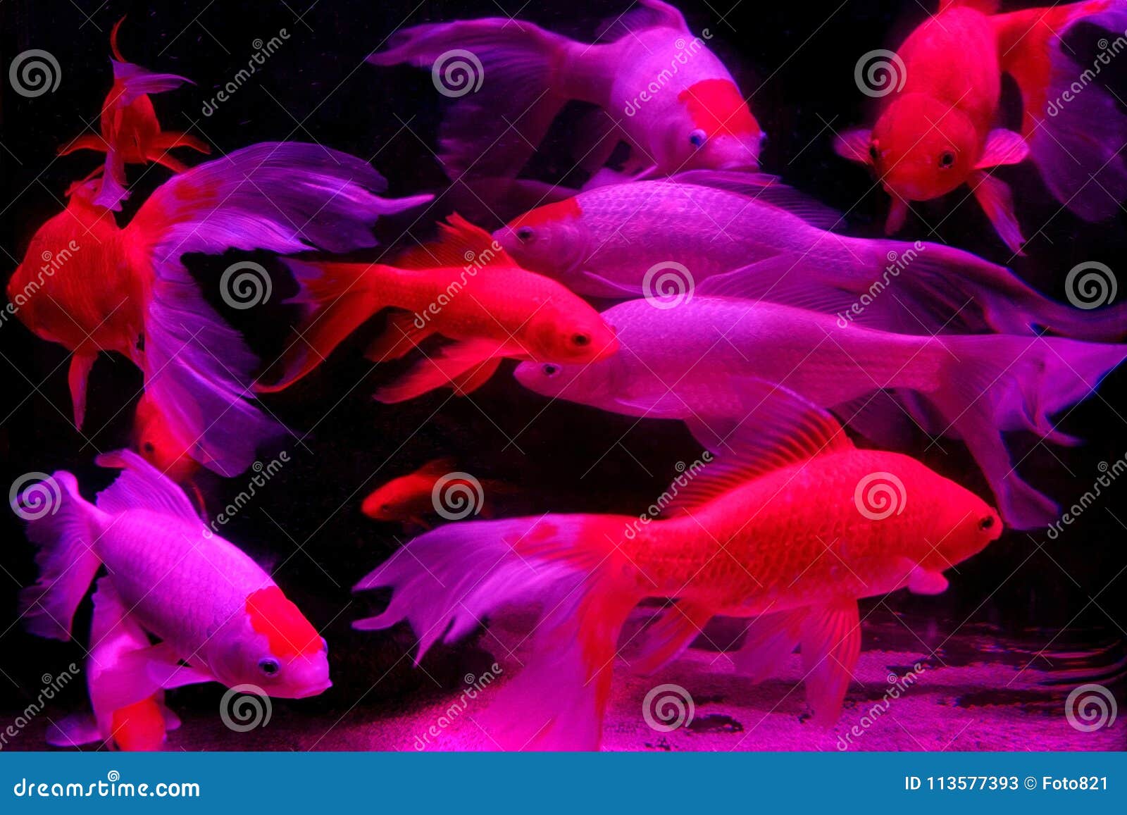 Fish in the aquarium stock image. Image of element, bright - 113577393