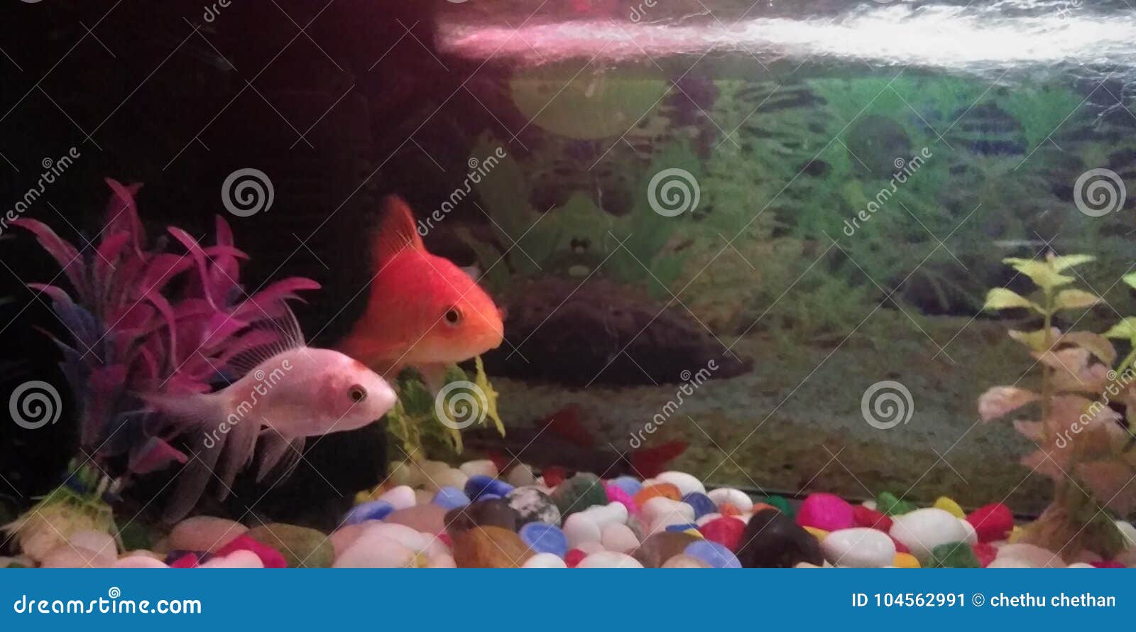 Fish Aquarium Love Each Other Stock Image - Image of love, fish: 104562991