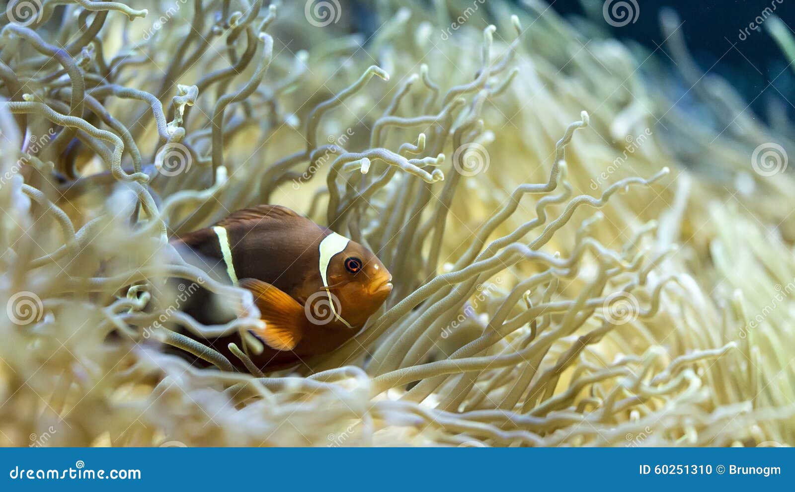 Fish in aquarium stock photo. Image of aquarium, nature - 60251310