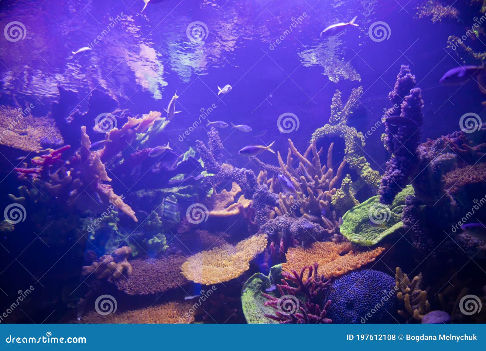 Fish in the Aquarium. Oceanarium. Ocean Fish in the Aquarium. Nature ...