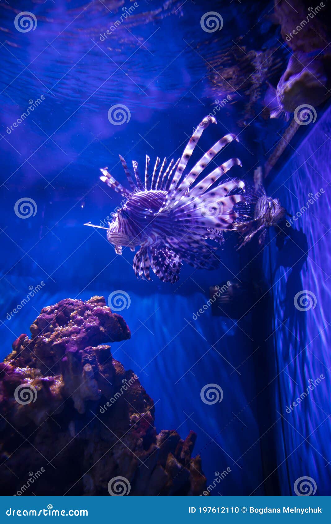Fish in the Aquarium. Oceanarium. Ocean Fish in the Aquarium. Nature ...
