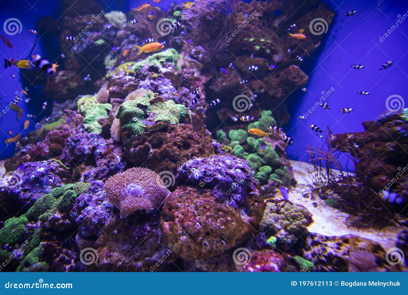 Fish in the Aquarium. Oceanarium. Ocean Fish in the Aquarium. Nature ...