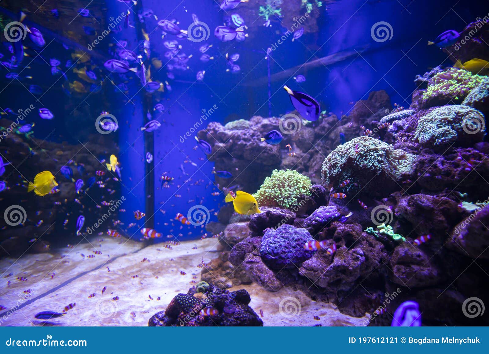 Fish in the Aquarium. Oceanarium. Ocean Fish in the Aquarium. Nature ...
