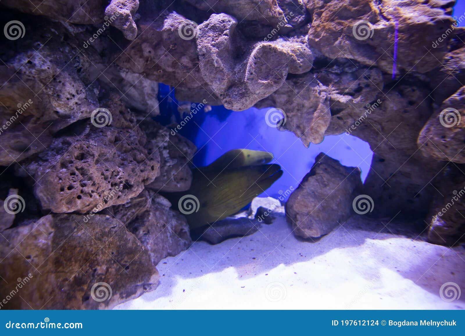Fish in the Aquarium. Oceanarium. Ocean Fish in the Aquarium. Nature ...
