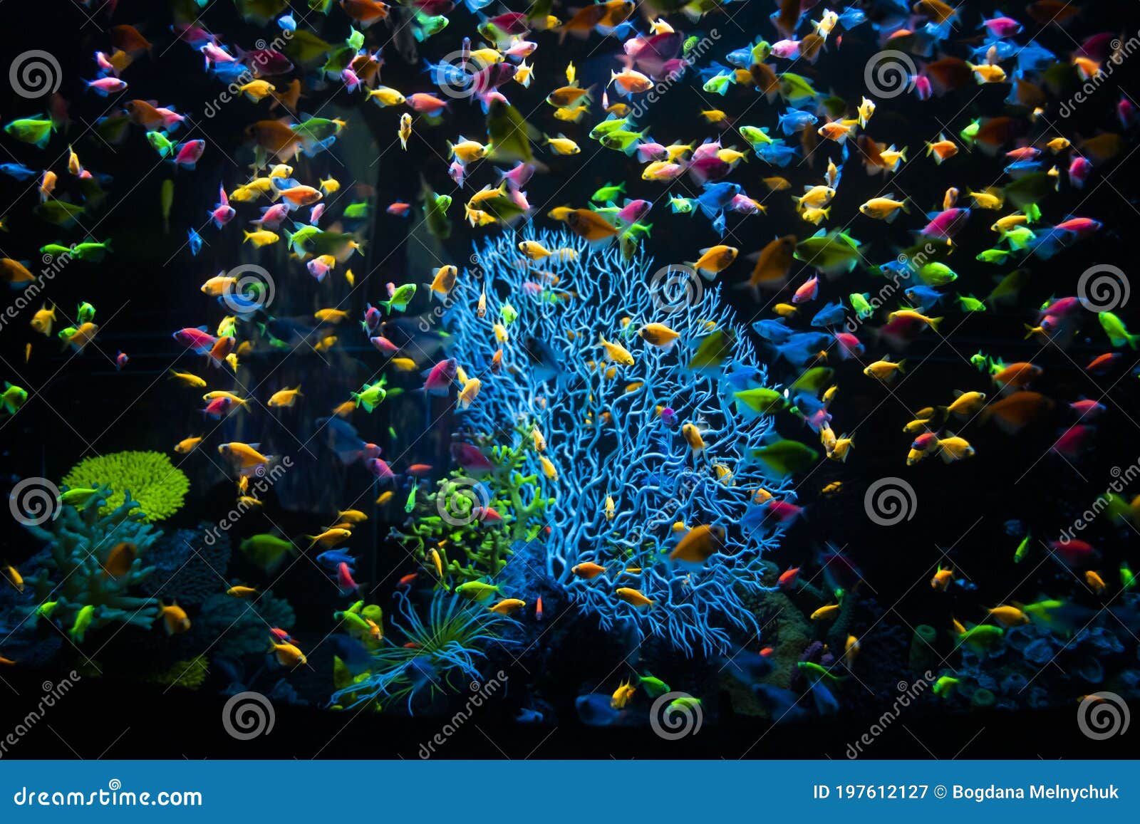 Fish in the Aquarium. Oceanarium. Ocean Fish in the Aquarium. Nature ...