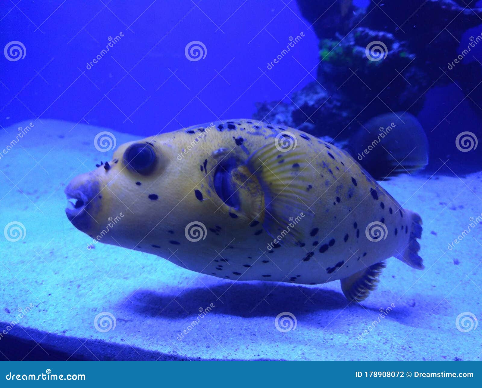 Onefish Stock Photos - Free & Royalty-Free Stock Photos from Dreamstime