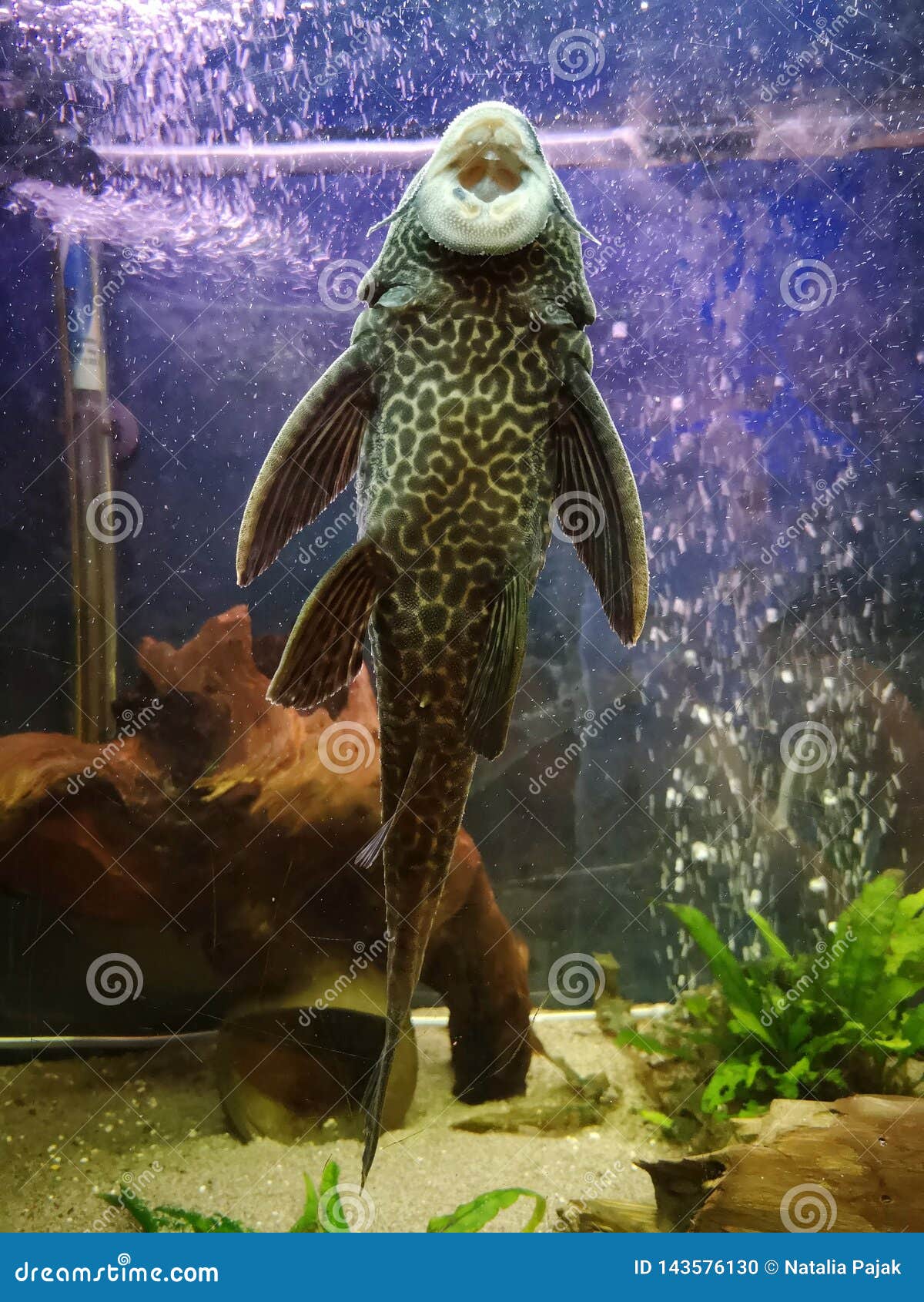 Fish. Plecostomus, Pleco. Stock Photo | CartoonDealer.com #143576130