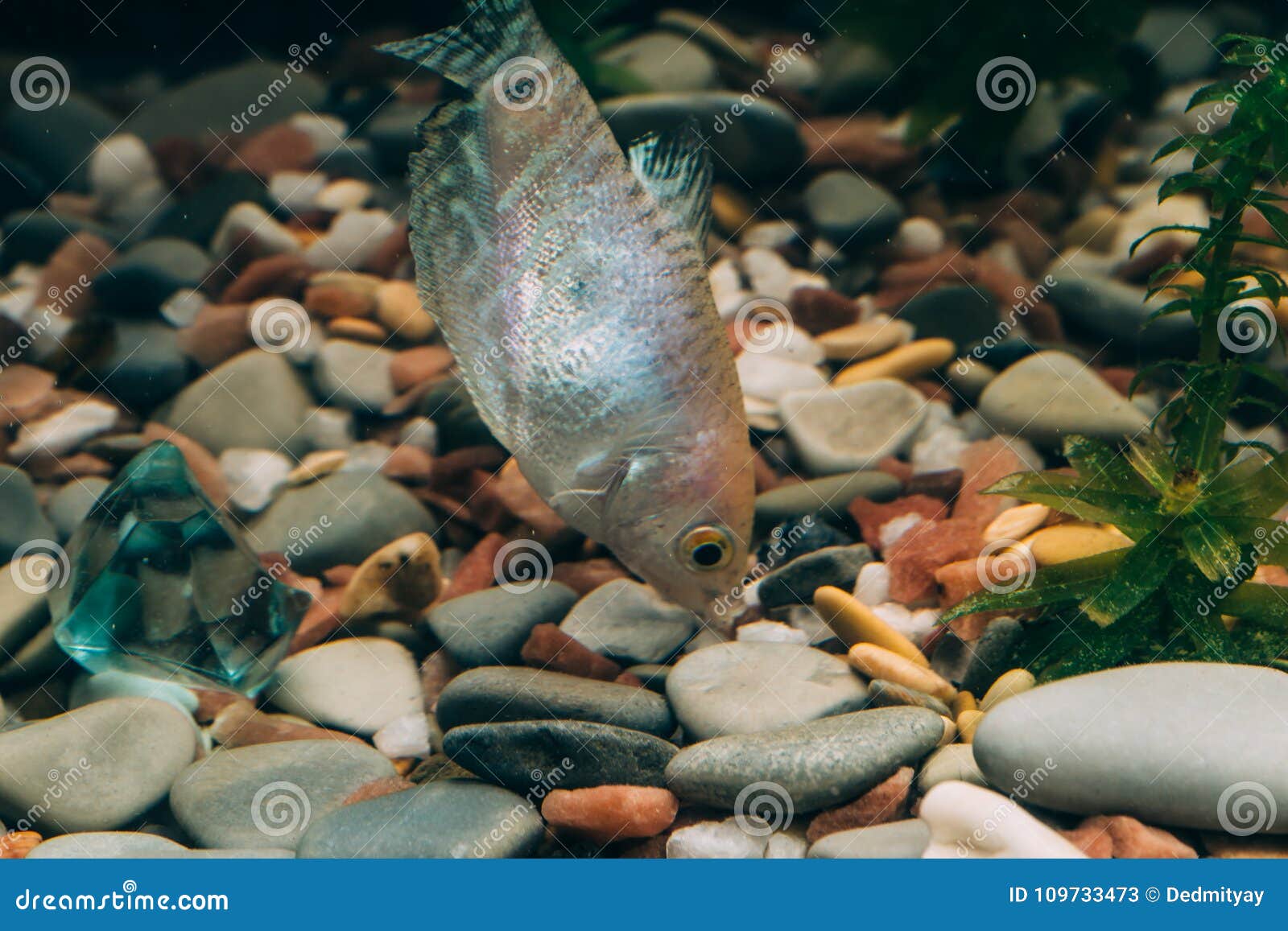 Fish in Aquarium, Underwater Macro Shot Stock Image - Image of beauty ...