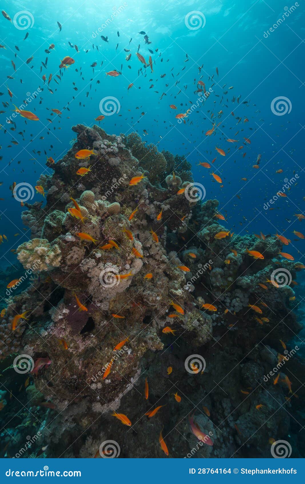 Fish and Aquatic Life in the Red Sea. Stock Photo - Image of reef ...
