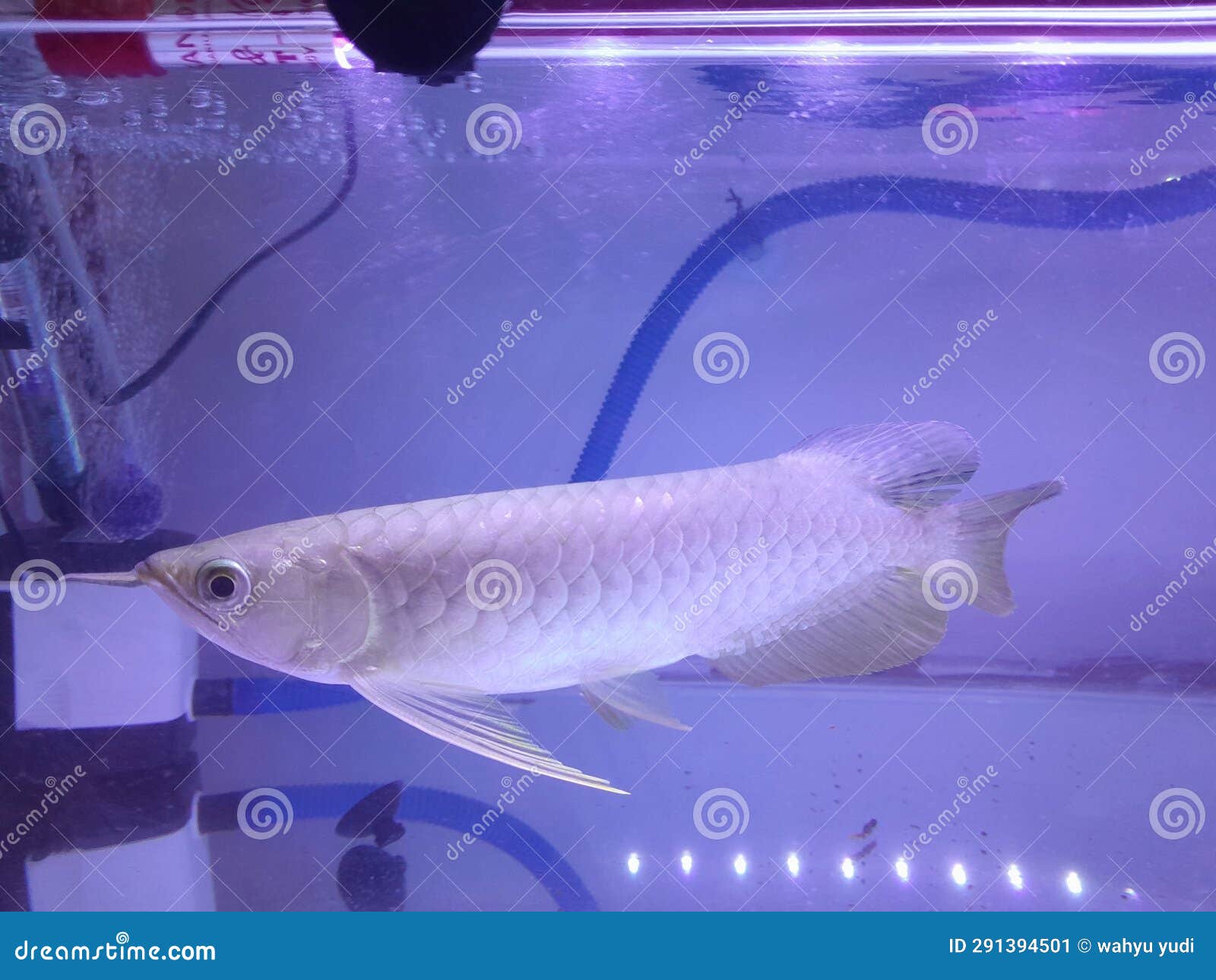 Fish Arowana indonesia stock image. Image of golden - 291394501