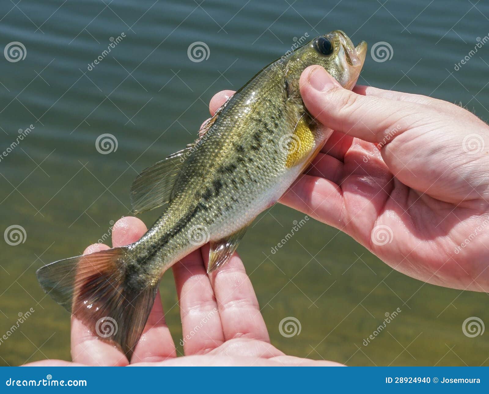 Fish ashigan stock photo. Image of lake, animals, male - 28924940