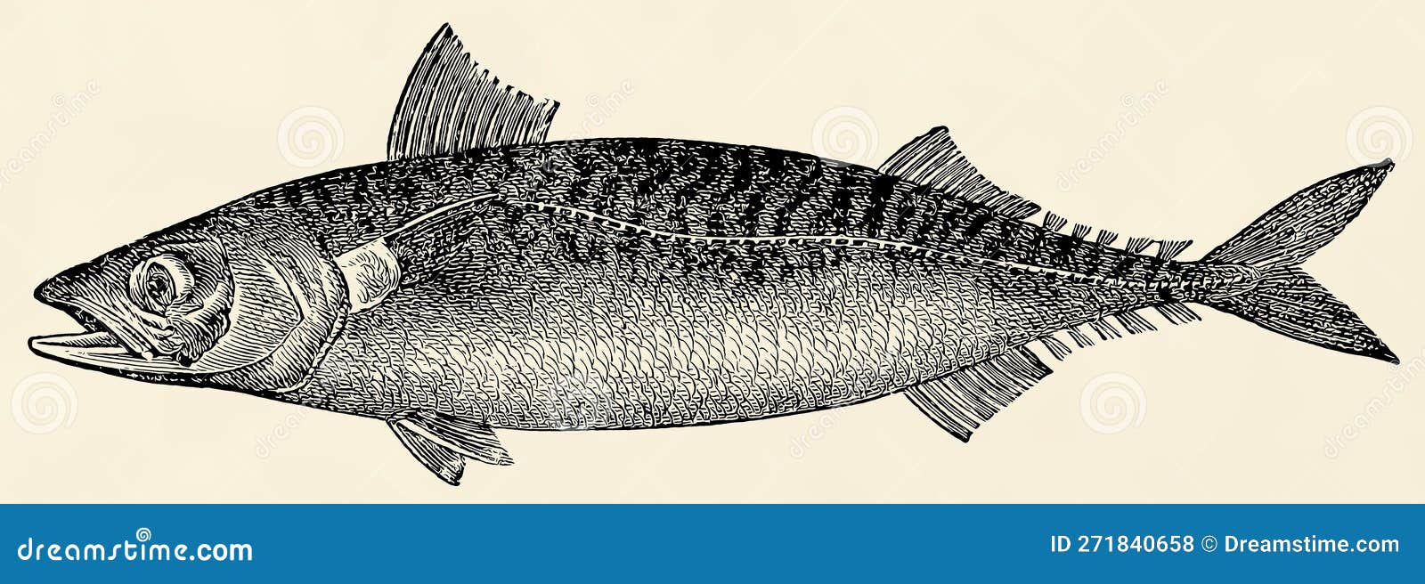The Fish - Atlantic Mackerel (Scomber Scombrus). Stock Illustration ...