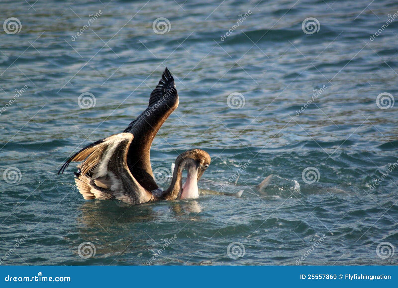 Fish attacks Pelican stock photo. Image of venezuela - 25557860