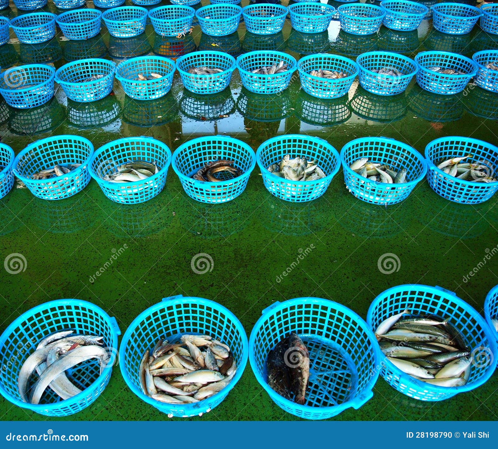 Fish Auction in Taiwan stock photo. Image of blue, retail - 28198790