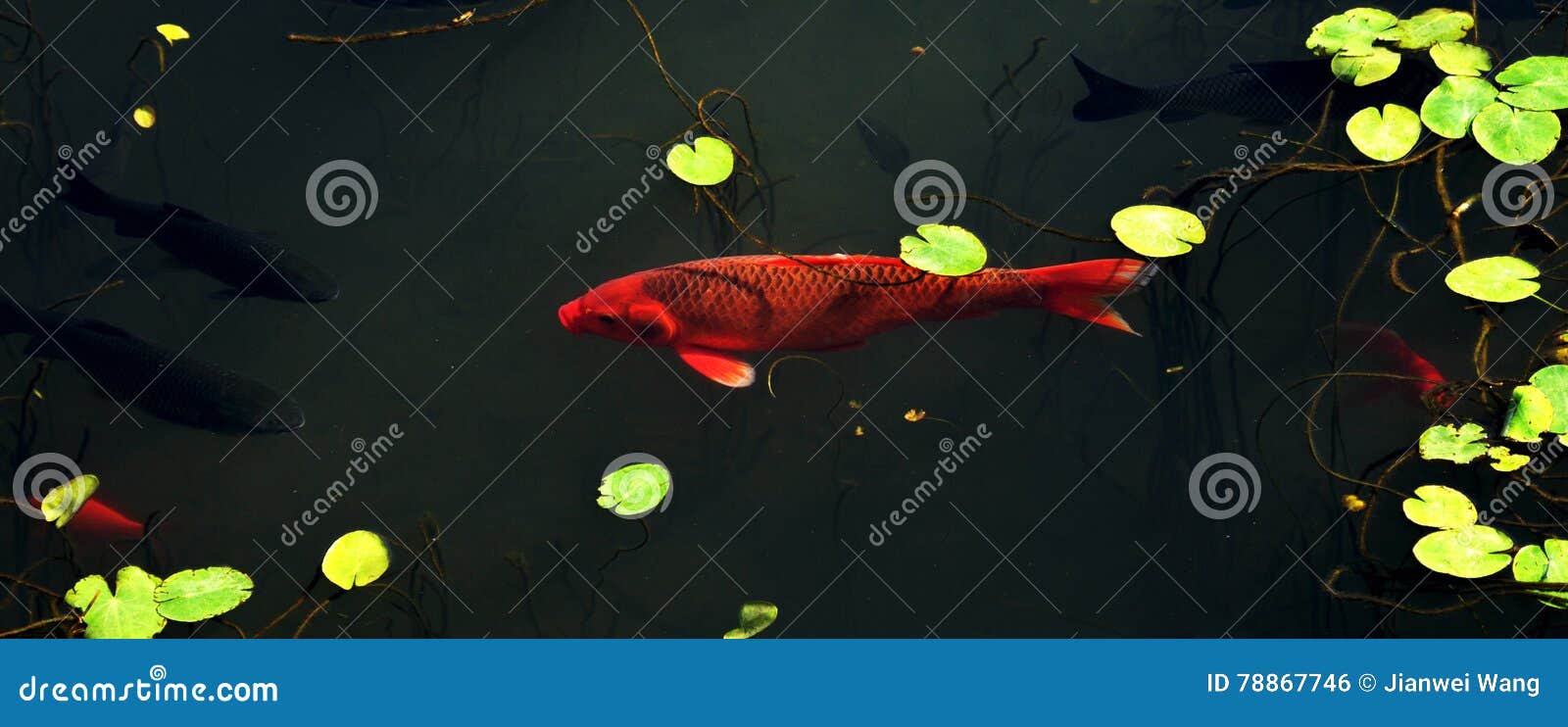 Fish in autumn stock photo. Image of grass, green, fresh - 78867746