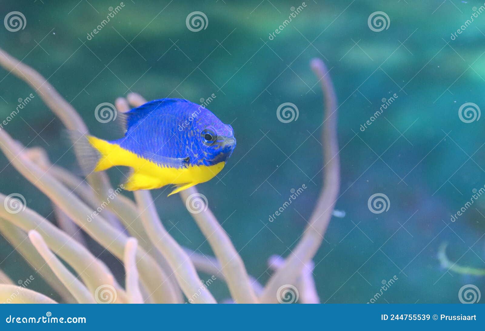 Fish azure chrysiptera stock image. Image of marine - 244755539