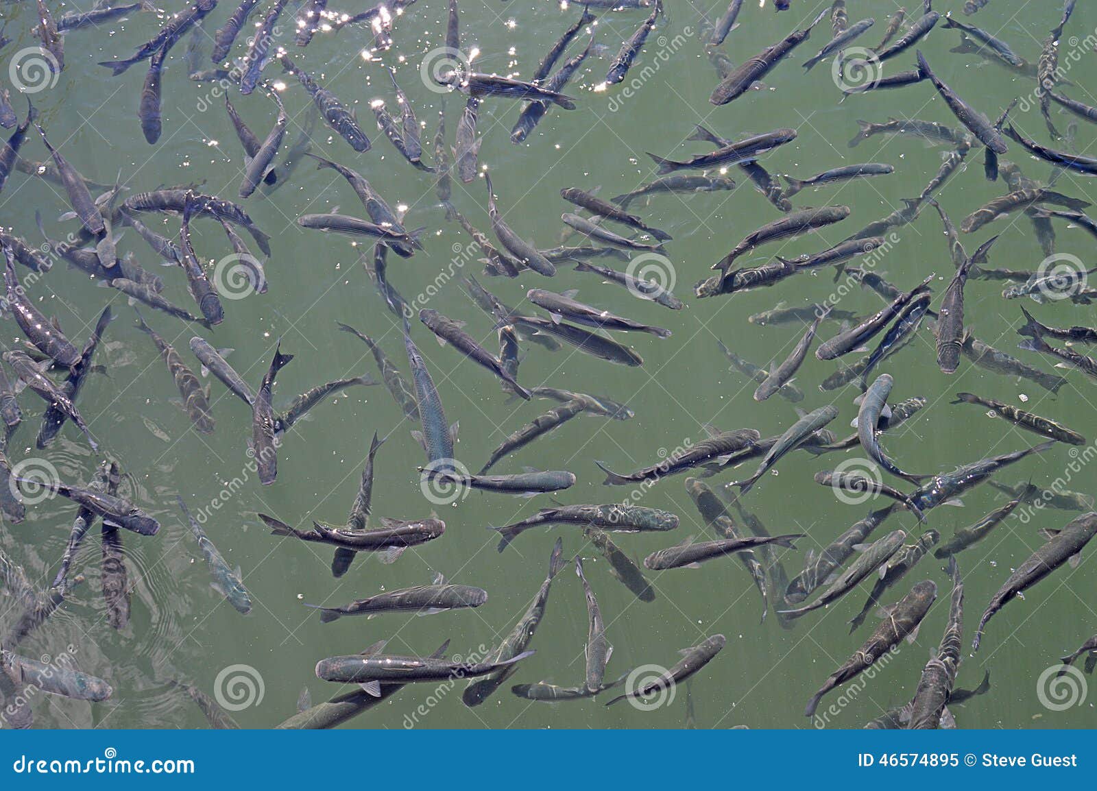 Fish Background Shoal Carp Fish Backdrop Stock Photos - Free & Royalty ...