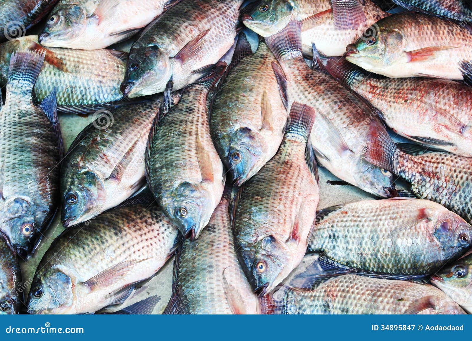 Fish background, Tilapia stock image. Image of sample - 34895847