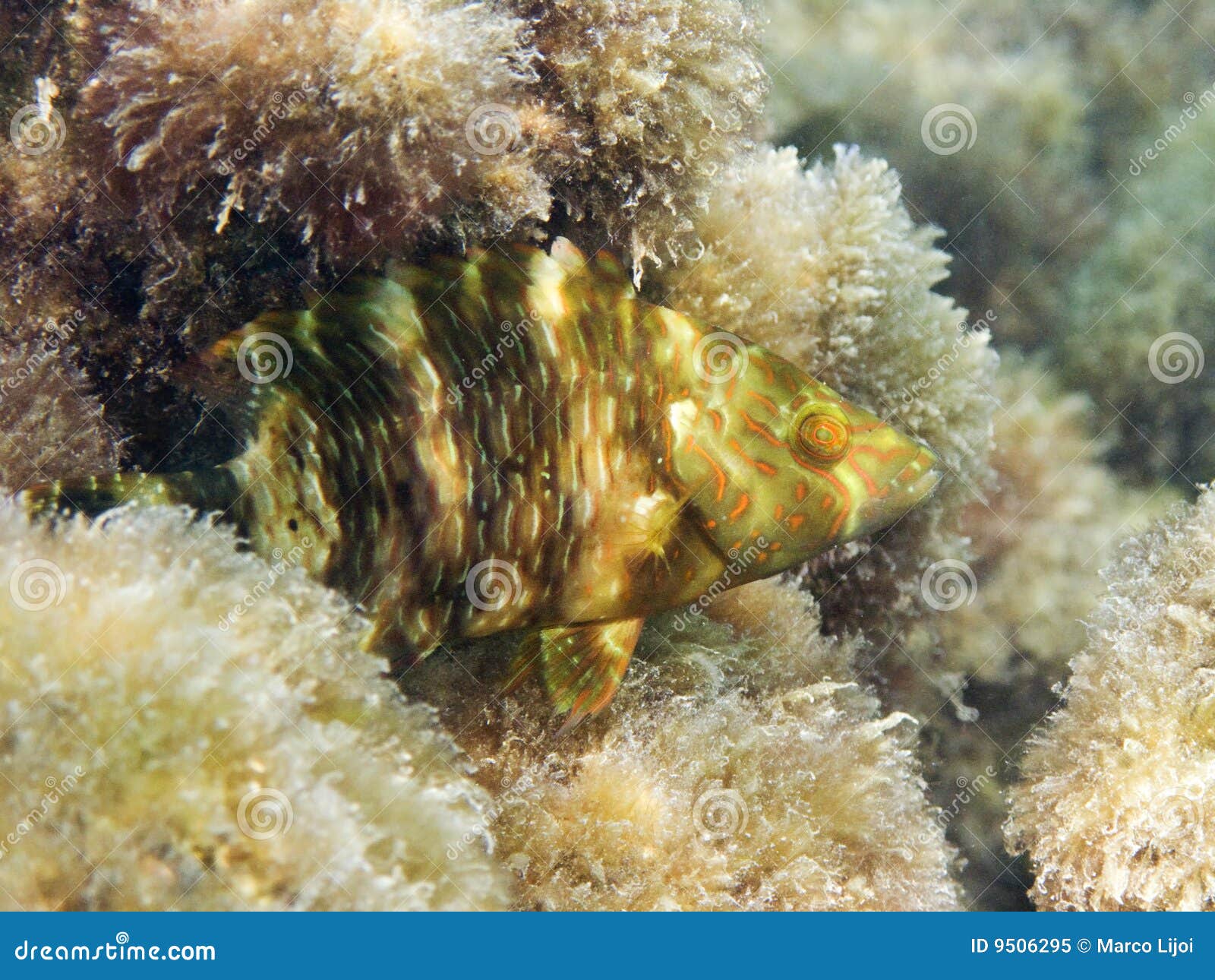 Fish: Ballan wrasse stock image. Image of underwater, ocean - 9506295