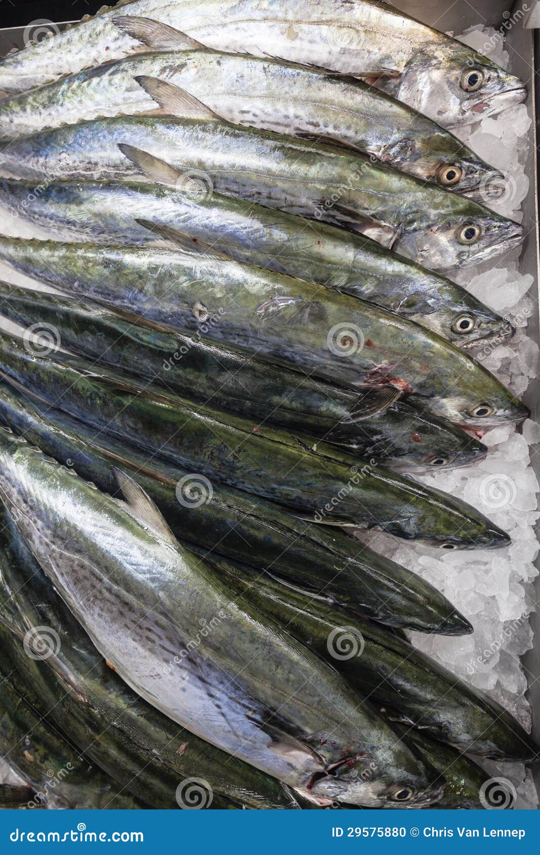 Fish Barracuda Fresh Ice stock photo. Image of fish, small - 29575880