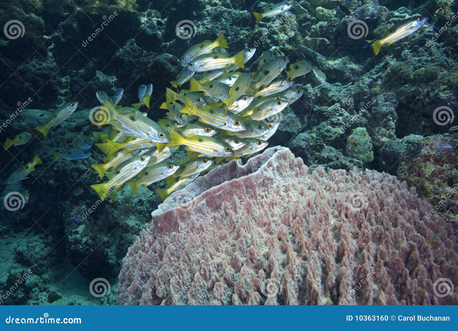 Fish with Barrel Sponge stock photo. Image of coral, salt - 10363160