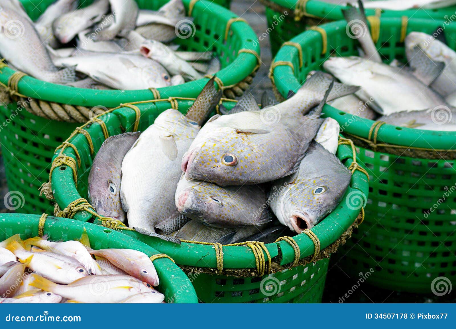 Fish in basket stock photo. Image of animal, product - 34507178