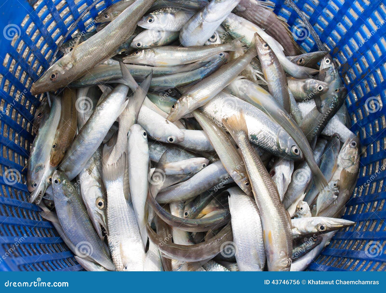 Fish in basket stock photo. Image of health, fishery - 43746756