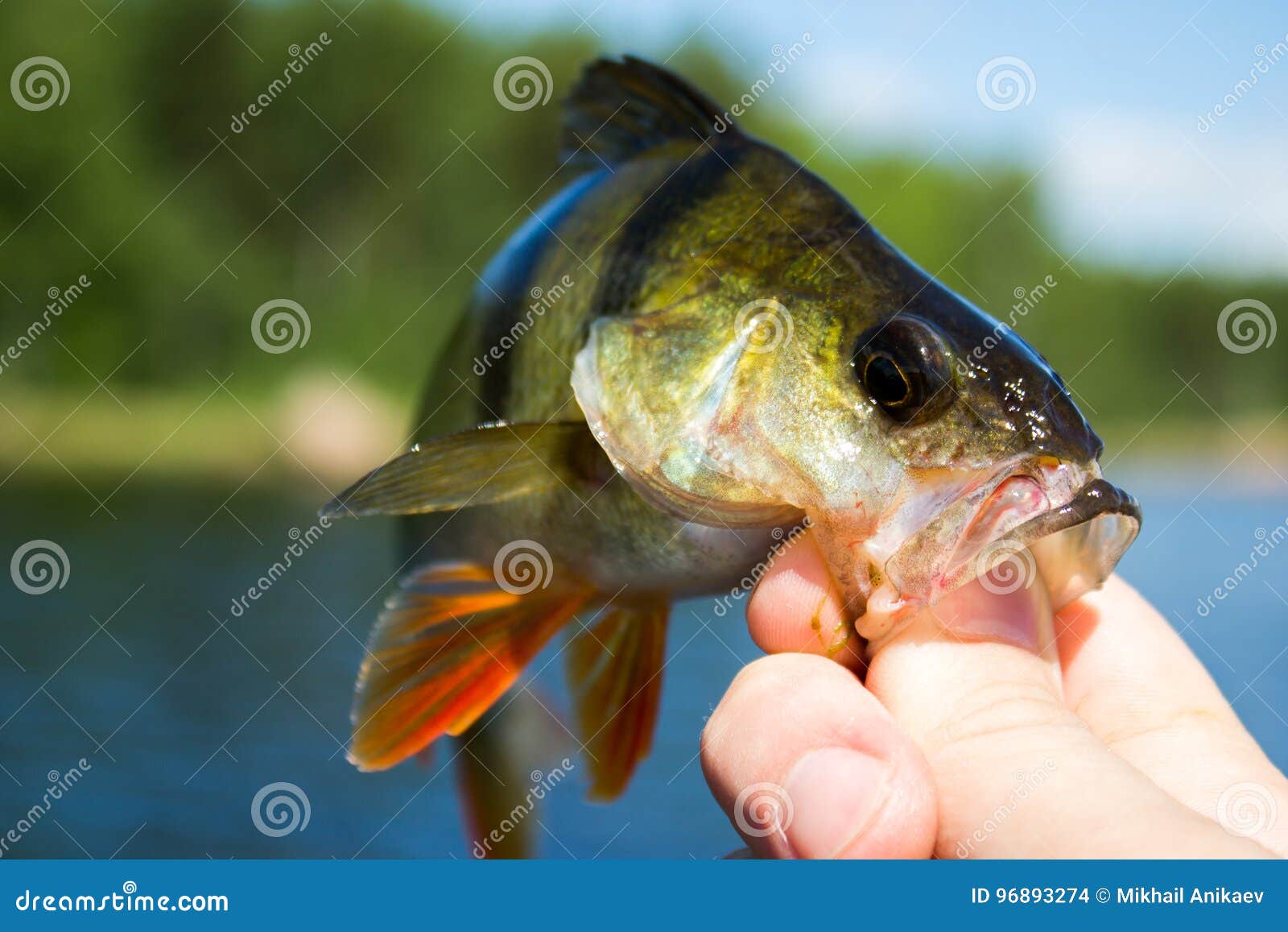 Fish Bass in the Hand of Angler Stock Photo - Image of fisherman ...