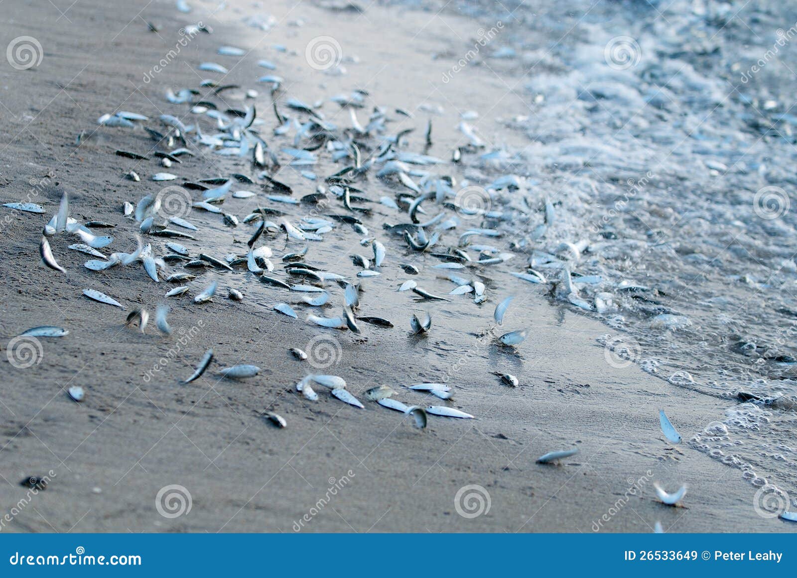 Fish on the beach stock image. Image of tropical, swim - 26533649