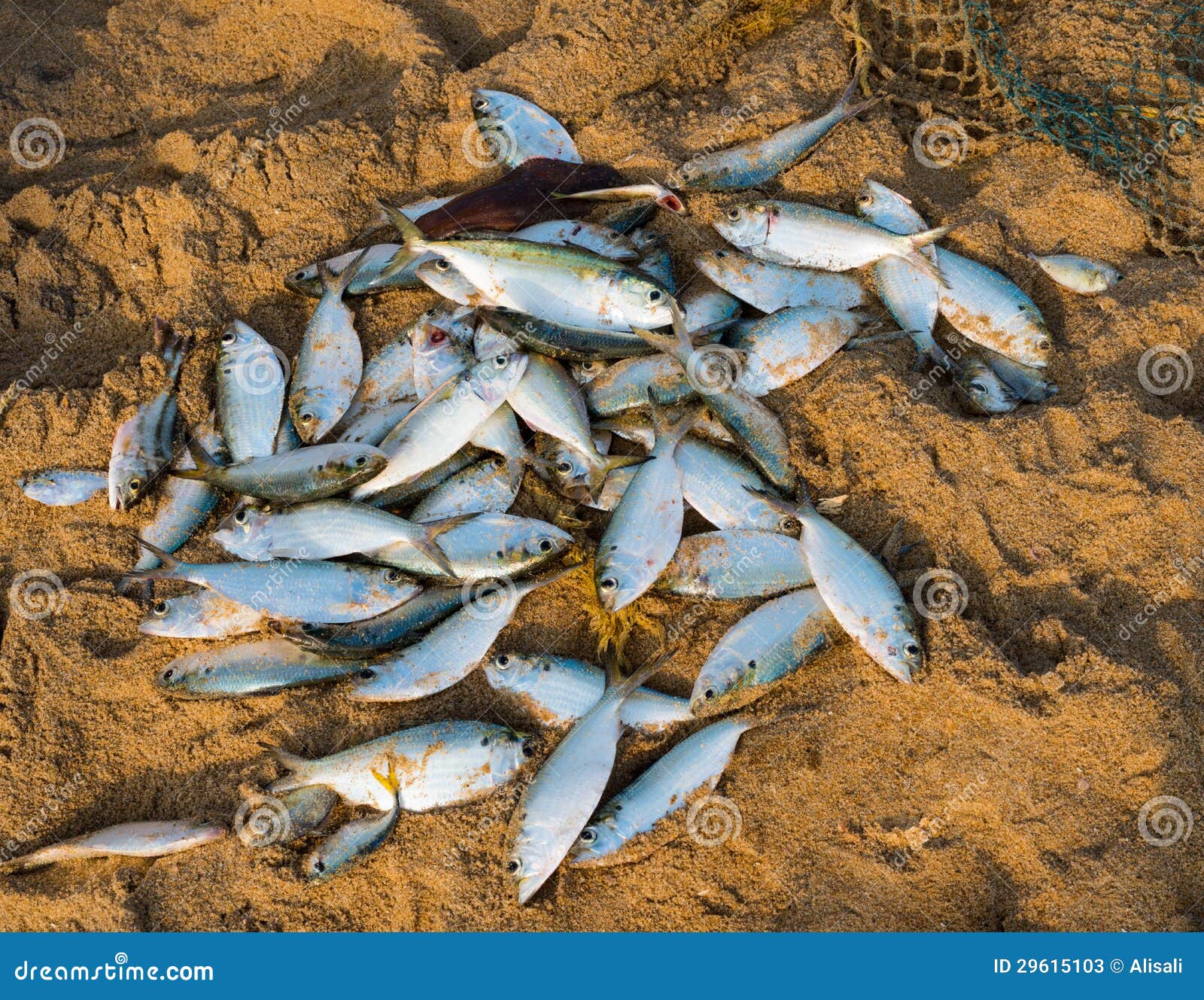 Fish on a beach stock image. Image of macro, pretty, beauty - 29615103