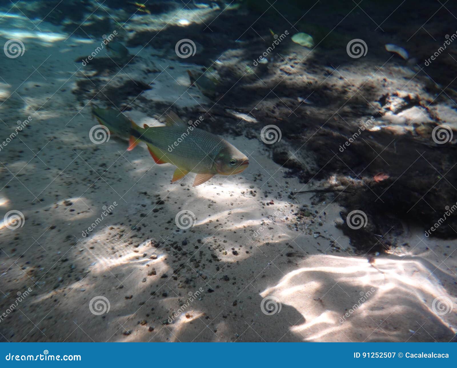 Fish stock image. Image of water, environment, aqua, pond - 91252507
