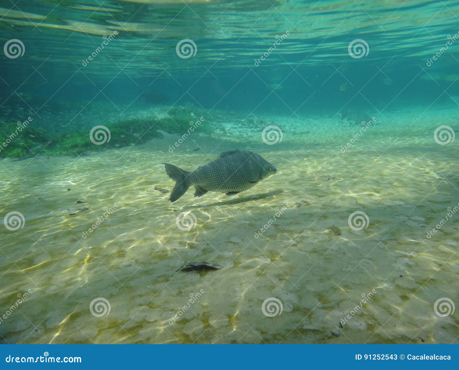 Fish stock image. Image of freshwater, organism, lymph - 91252543