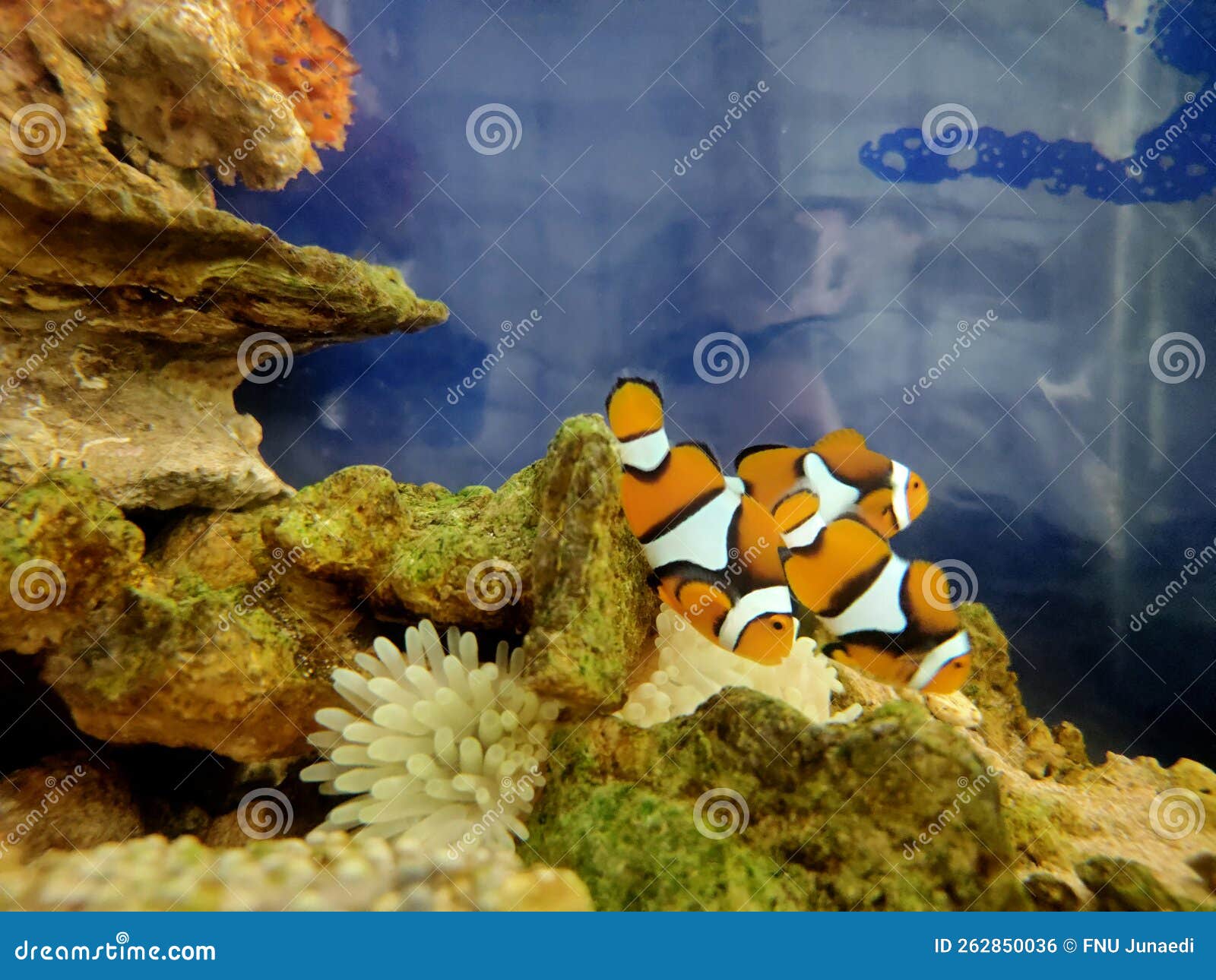 Fish Beautiful Cute Sea Nemo Reef Stock Photo - Image of rees, fish ...