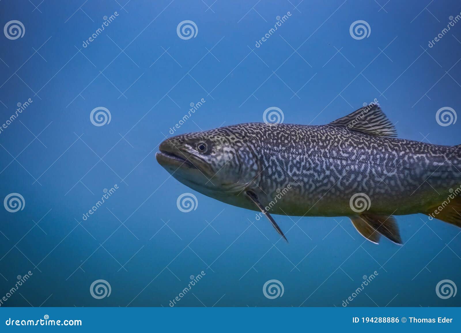 Fish with Beautiful Pattern Side View in a Lake Stock Photo - Image of ...