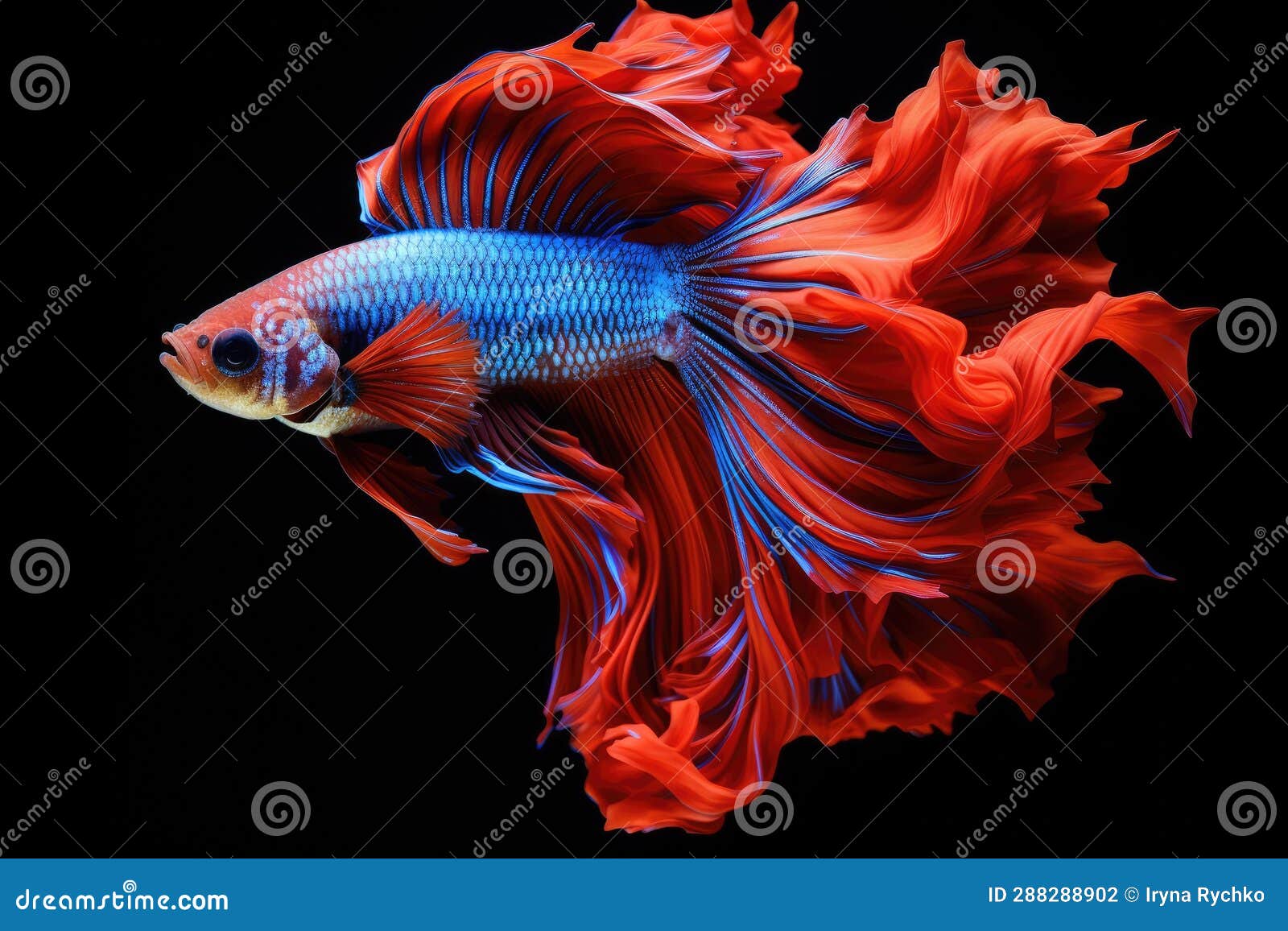 Fish with Beautiful Tail Isolated on Black. Ai Generated Stock Photo ...