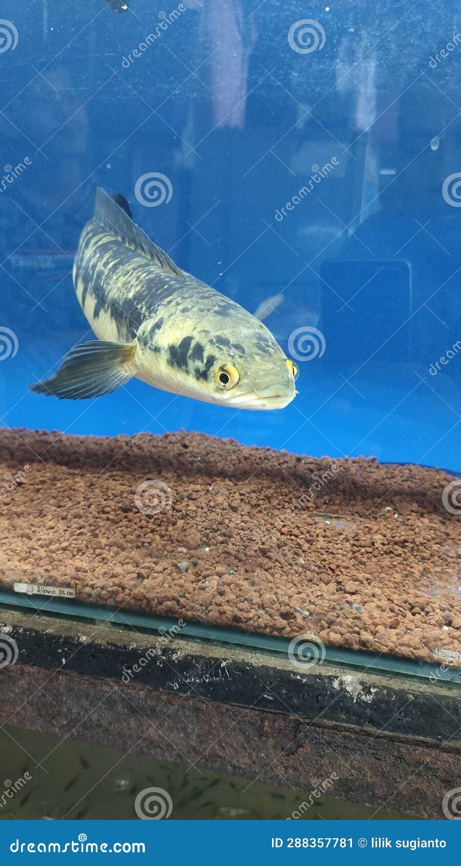 This Fish Becomes a Monster when he Lives in a Swamp Stock Image ...