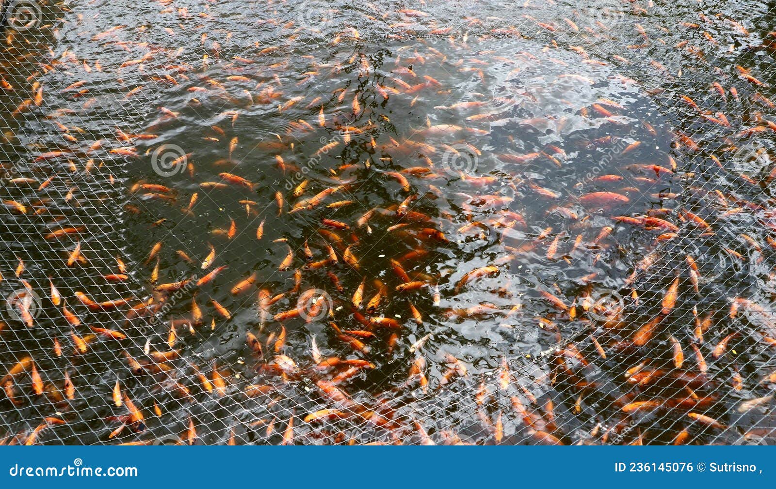 Fish Behind the Net. Nets Full of Fish Stock Photo - Image of gill ...