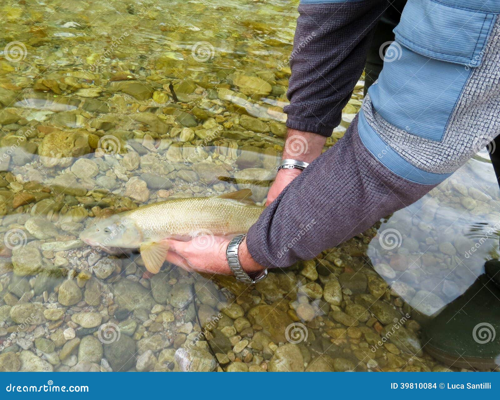 Fish being released stock photo. Image of fish, angler - 39810084