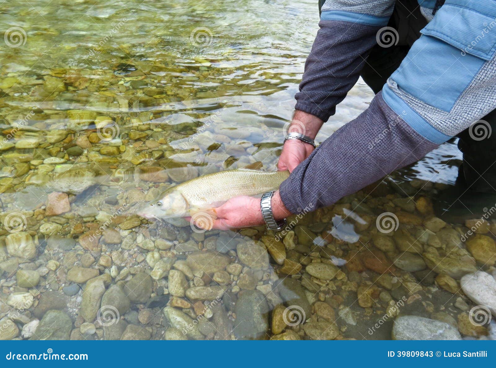 Fish being released stock image. Image of catch, spots - 39809843