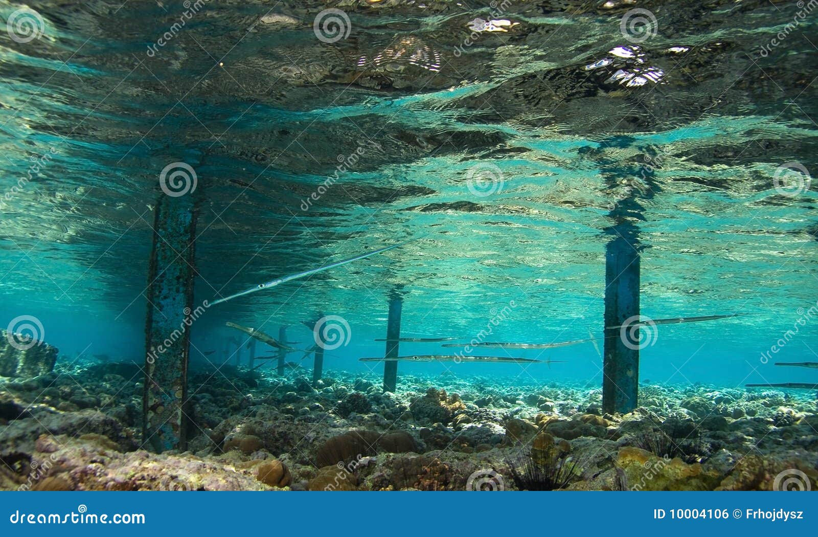289 Fish Below Bridge Stock Photos - Free & Royalty-Free Stock Photos ...