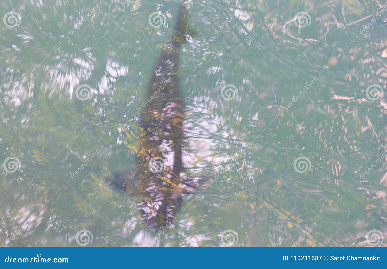 Fish Below the Surface in a Pool of Clear Water. Stock Image - Image of ...