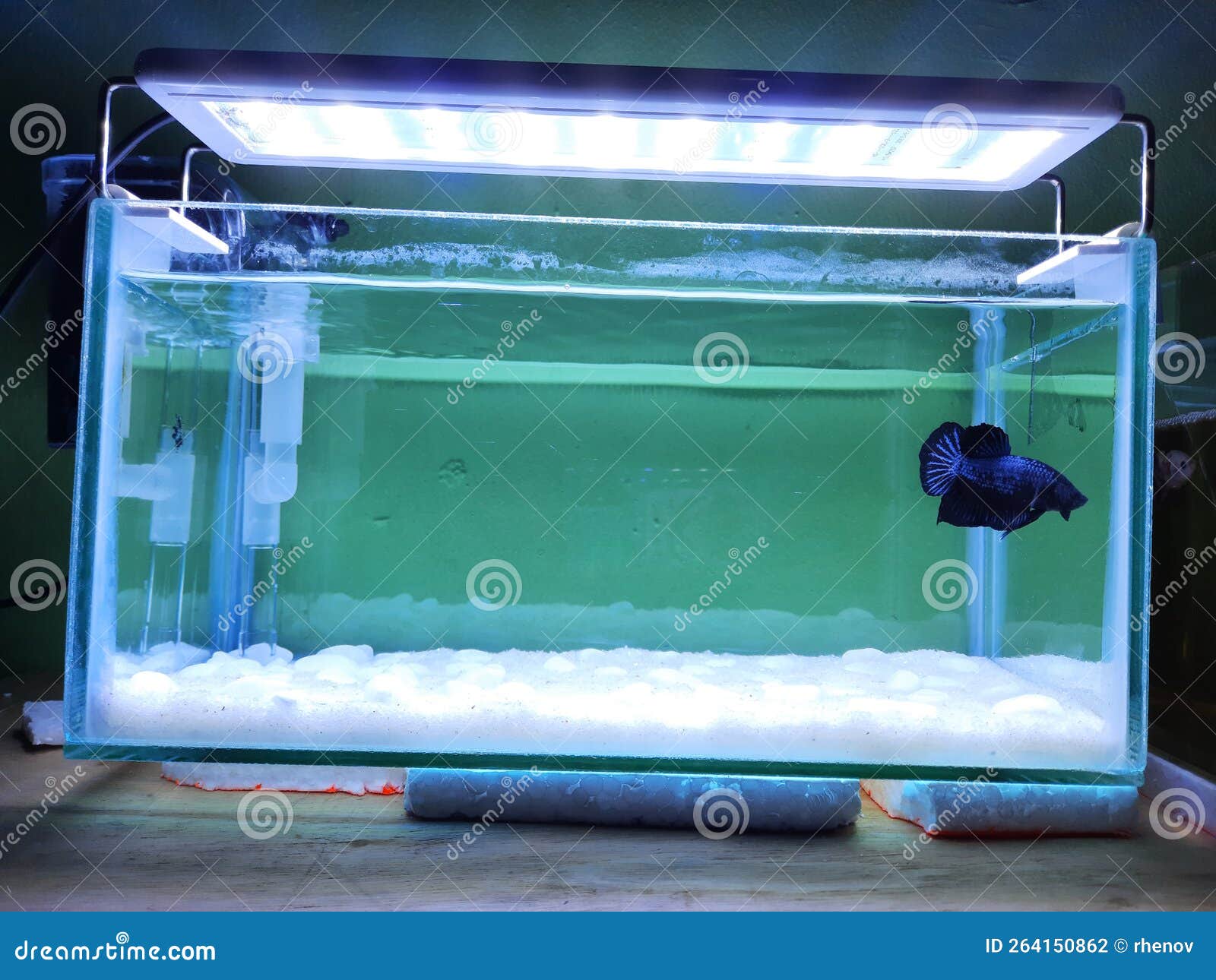 Fish Betta Like in Snow Clean and Frsh Water Stock Photo - Image of ...