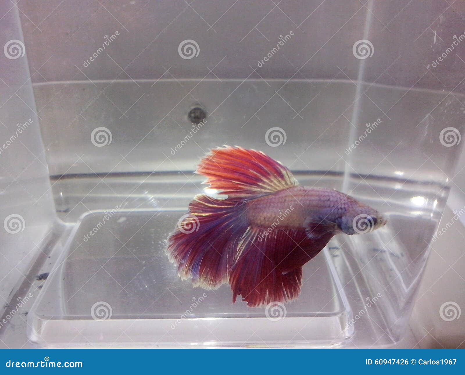 Fish stock photo. Image of fishbowl, fish, betta - 60947426
