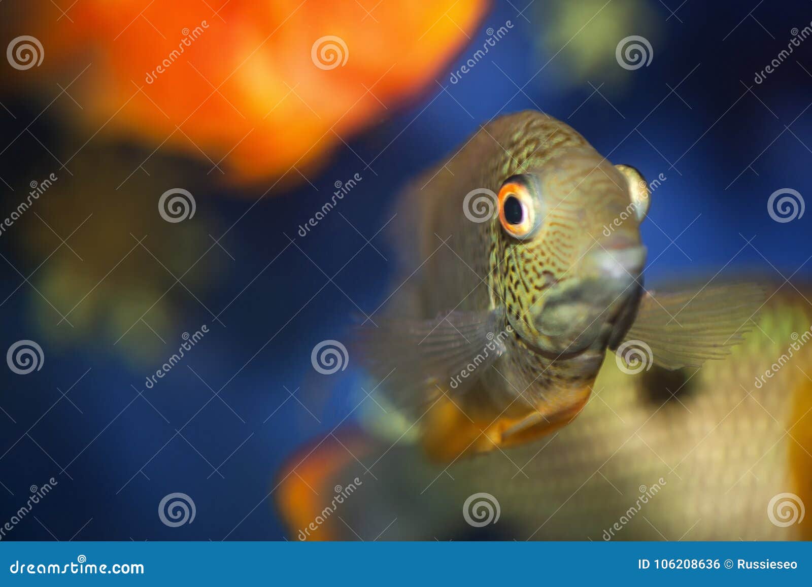 Fish with big eyes stock photo. Image of colorful, beautiful - 106208636